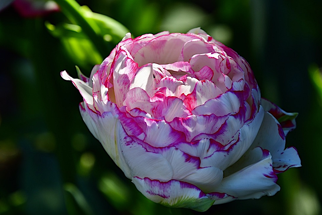 Early Notice: Peony Festival at Seattle Chinese Garden set for May 13 ...